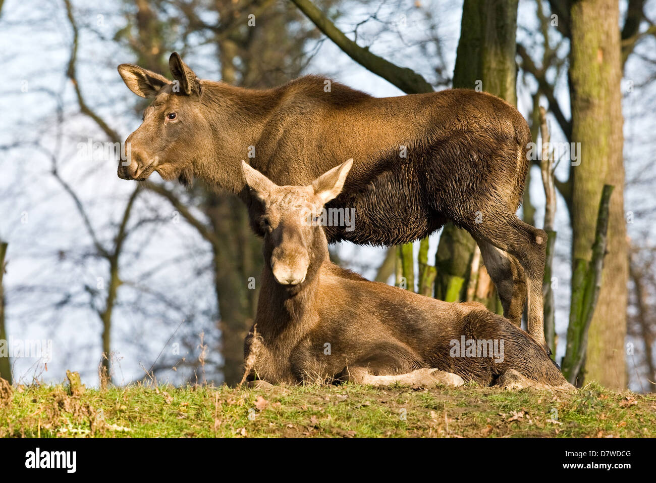 Two elks hi-res stock photography and images - Alamy