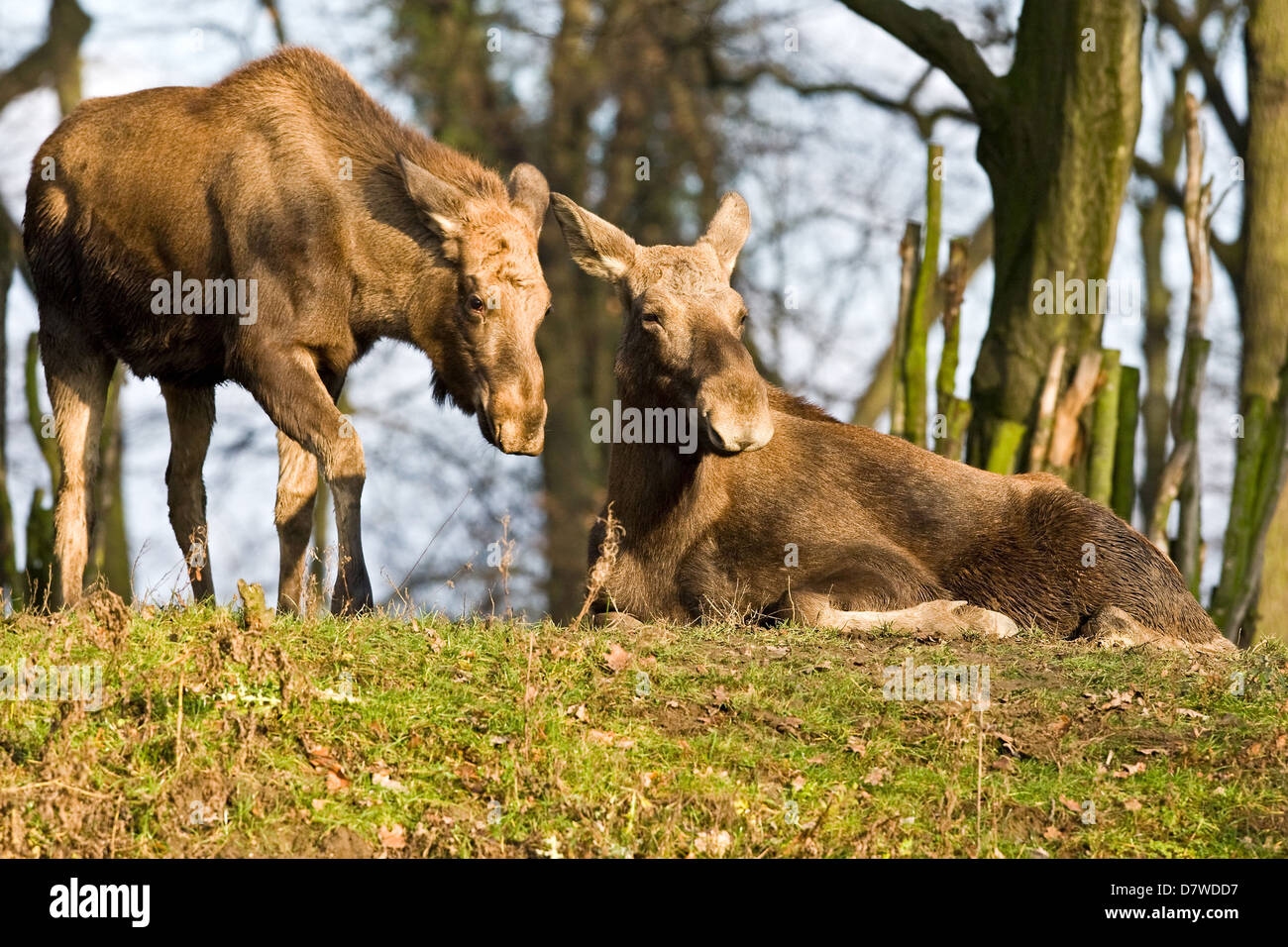 Elks view hi-res stock photography and images - Alamy
