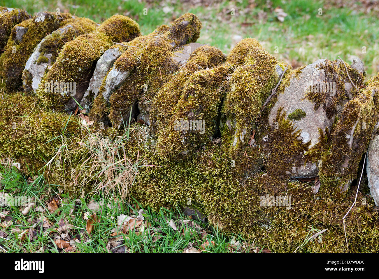 old stone walls overgrown with moss and litchen Stock Photo - Alamy