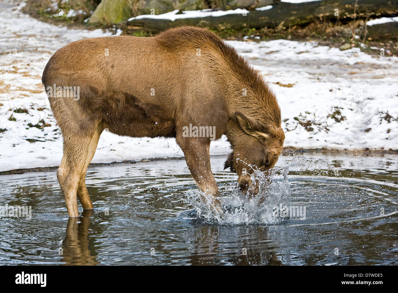 Elk side view profile animal hi-res stock photography and images - Alamy