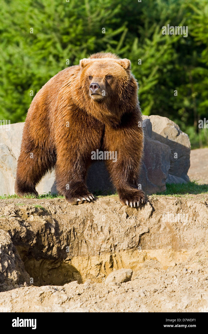 One kamchatka brown bear hi-res stock photography and images - Alamy