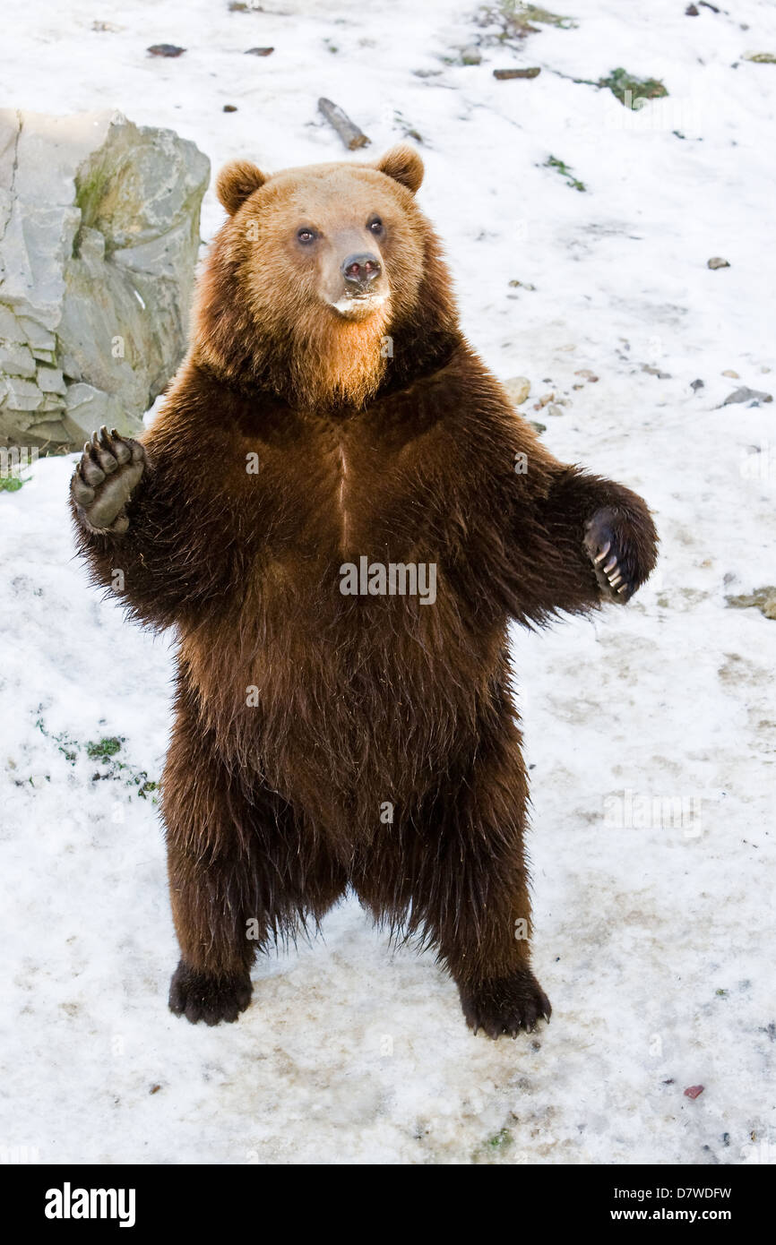 Siberian Brown Bear