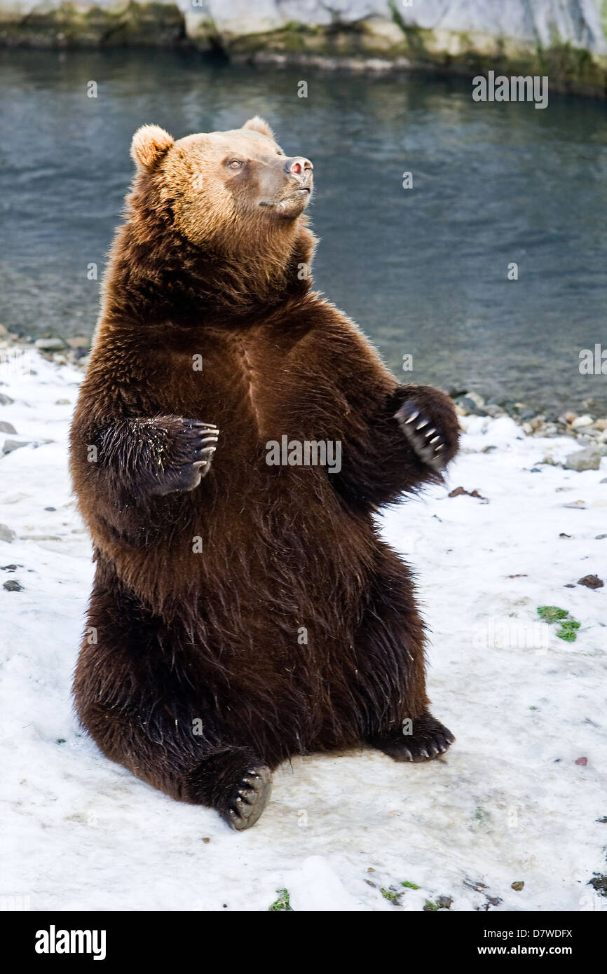 Kamtchatka bear hi-res stock photography and images - Alamy