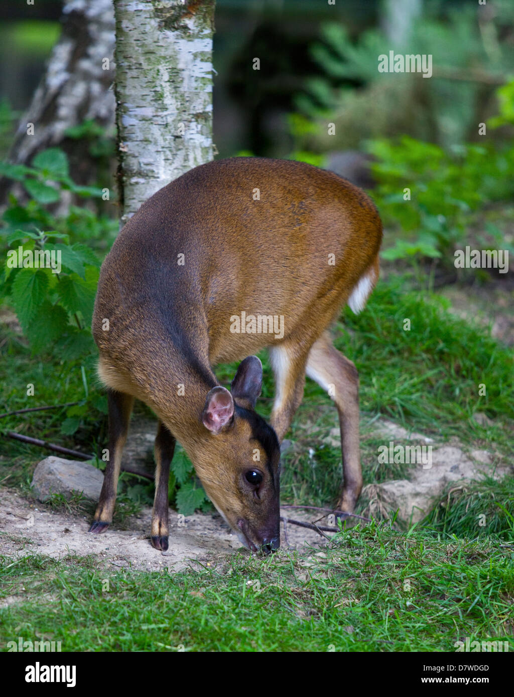 Reeve's Muntjac Deer (muntiacus reevesi Stock Photo - Alamy