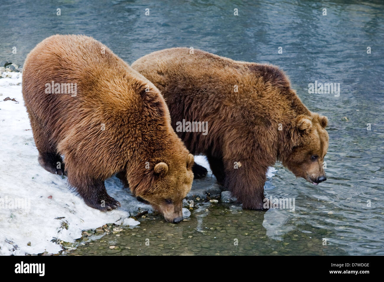 Kamtchatka hi-res stock photography and images - Alamy