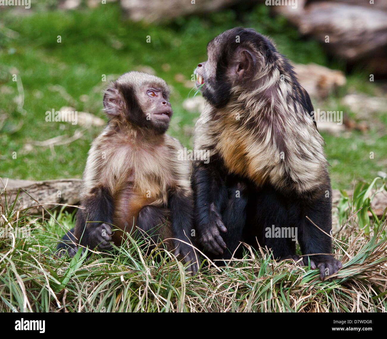 Pair of Buffy Headed Capuchin (sapajus xanthosternos Stock Photo - Alamy