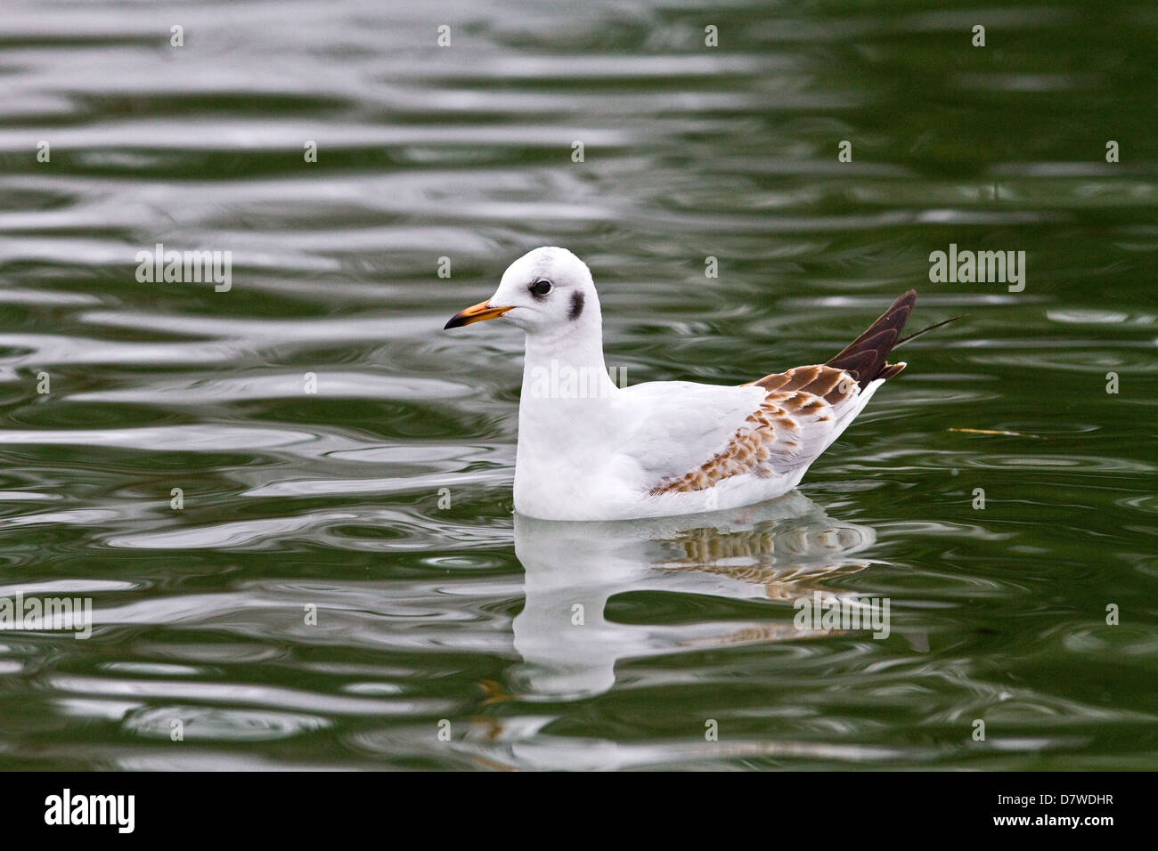 Mire crows hi-res stock photography and images - Alamy