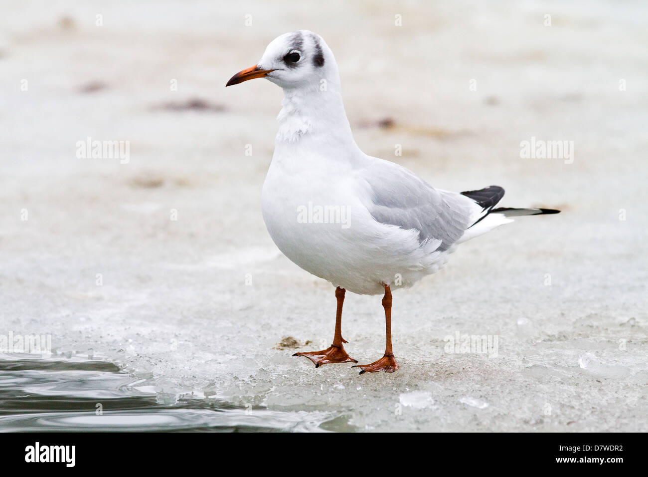 Ice covered mire hi-res stock photography and images - Alamy