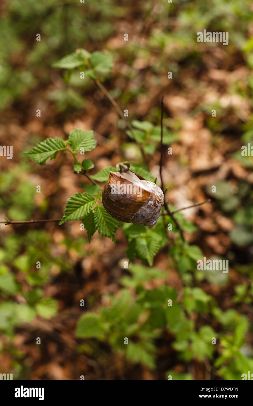Red sea snail hi-res stock photography and images - Alamy