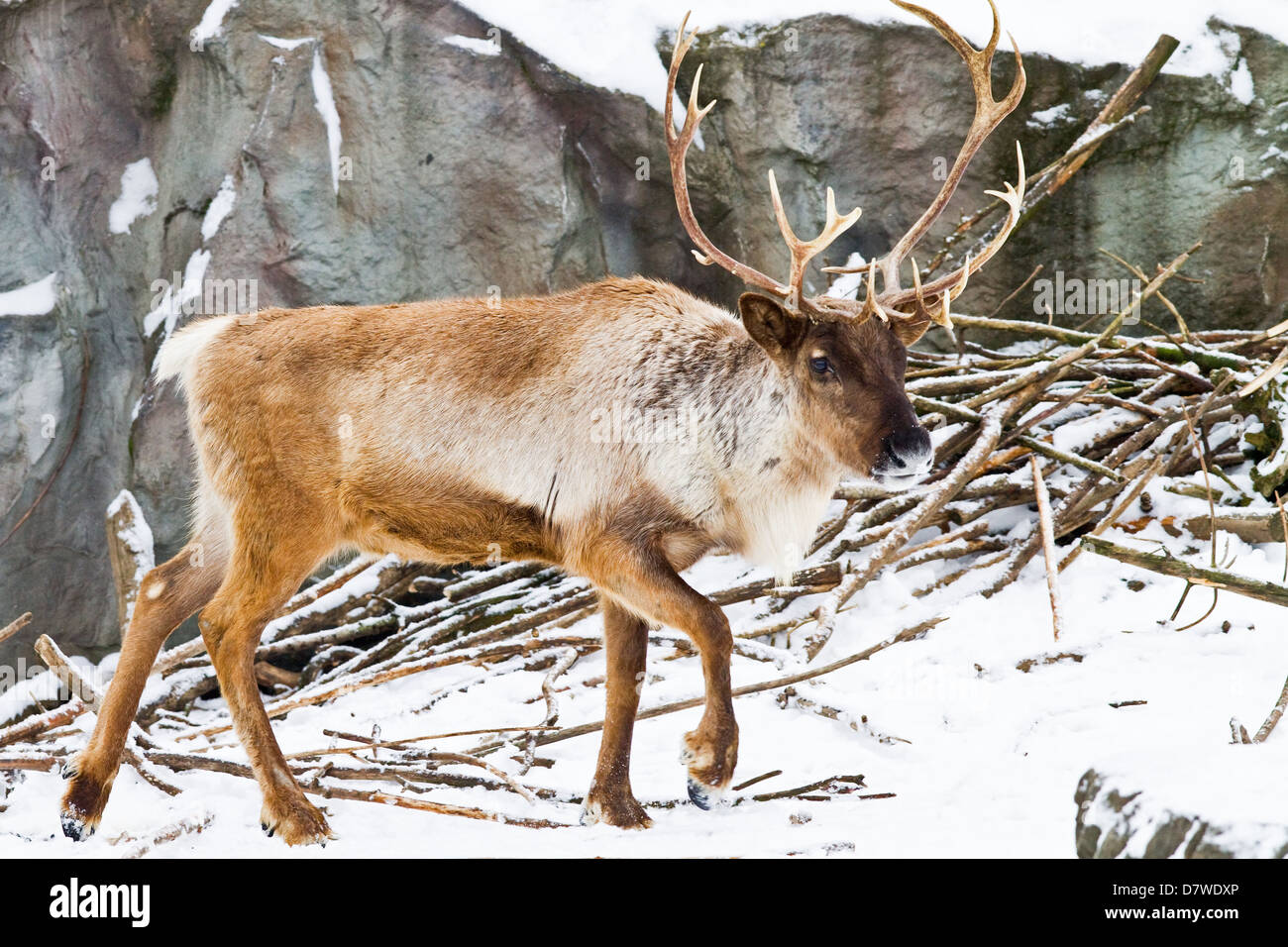 Rentier rangifer hi-res stock photography and images - Alamy