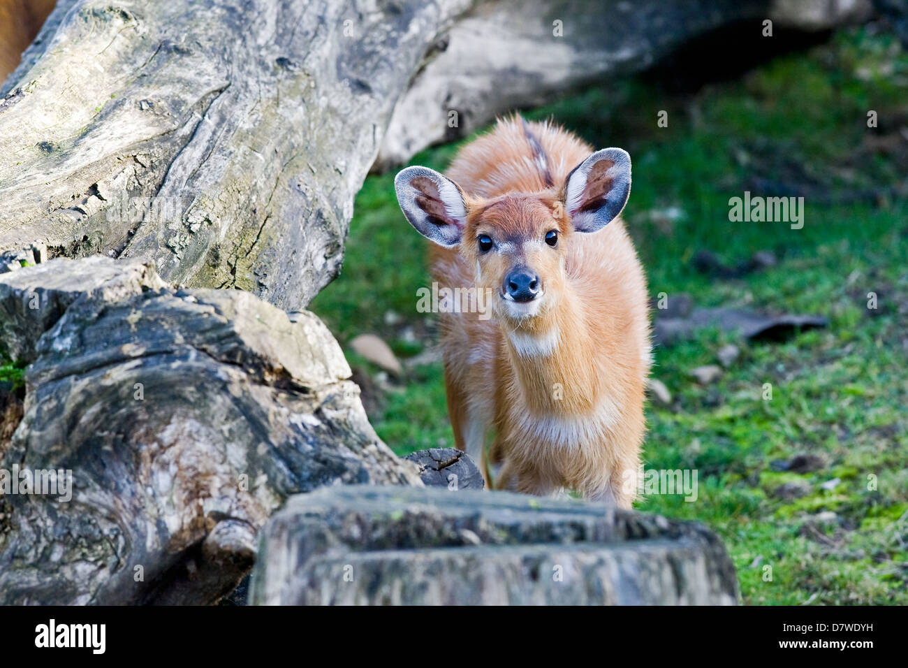 Marshbucks hi-res stock photography and images - Alamy