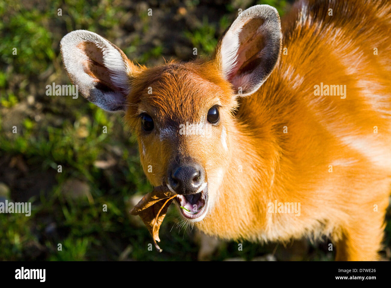 Marshbucks hi-res stock photography and images - Alamy