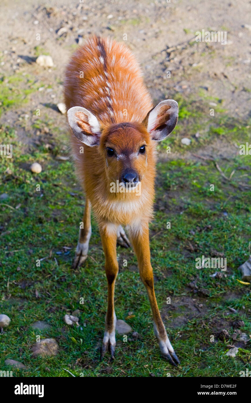 Marshbucks hi-res stock photography and images - Alamy