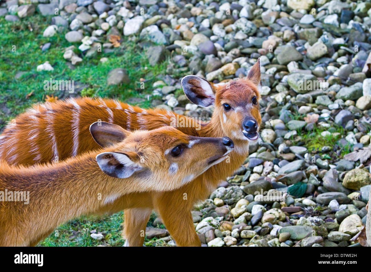 Marshbucks hi-res stock photography and images - Alamy