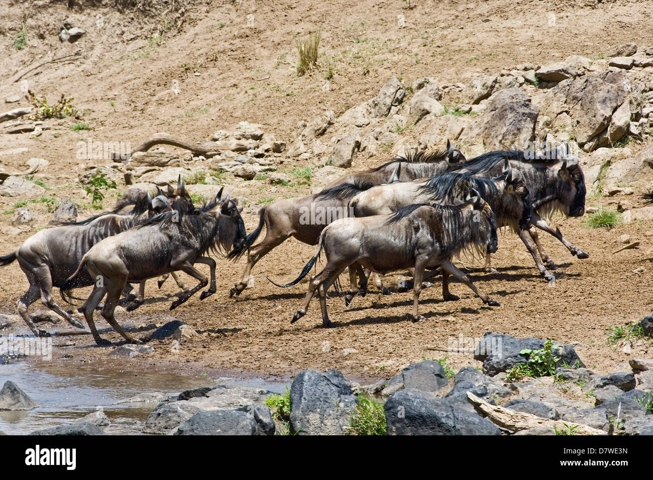 Wildebeests running hi-res stock photography and images - Alamy