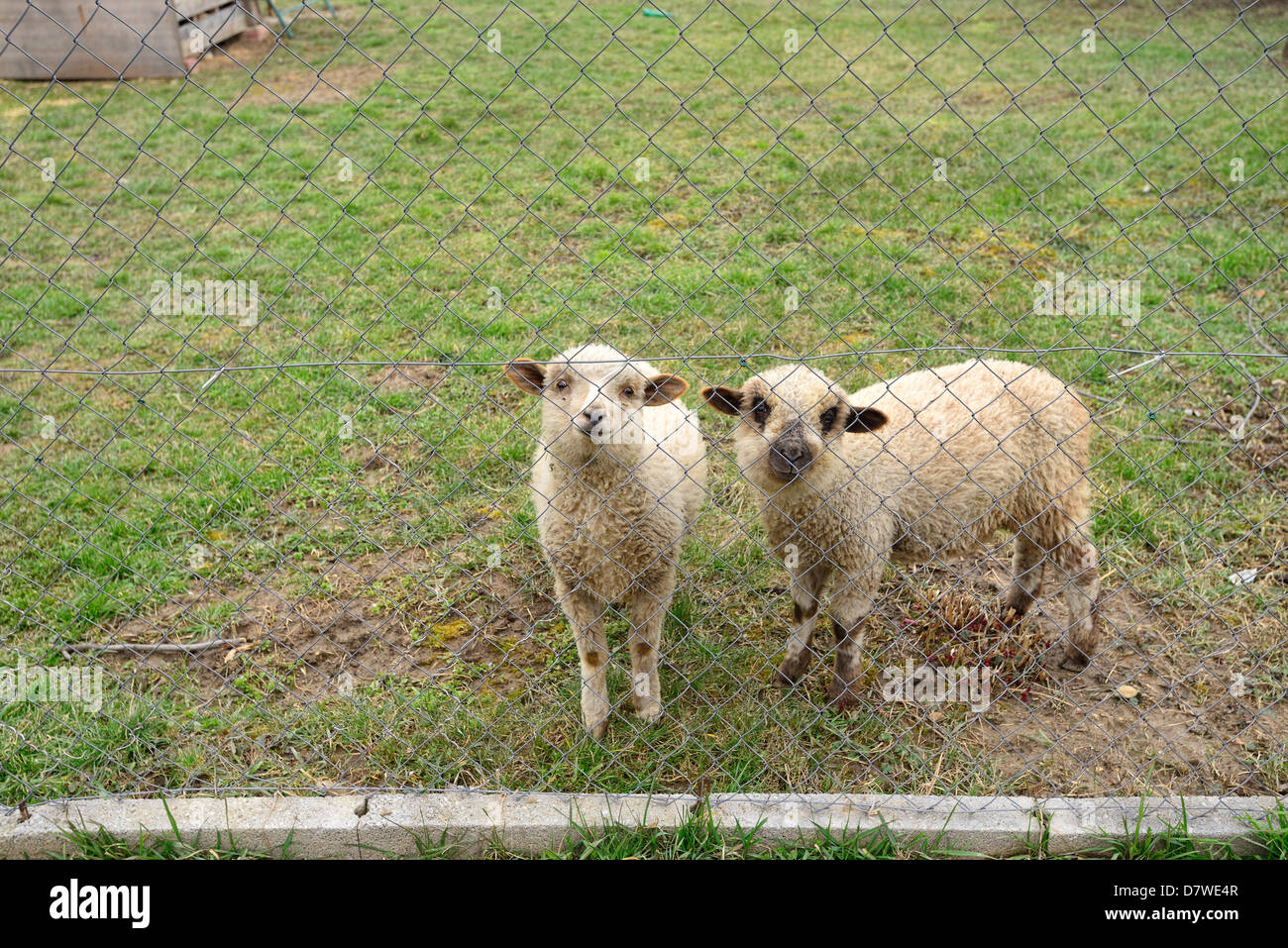 Sheep in the garden Stock Photo - Alamy