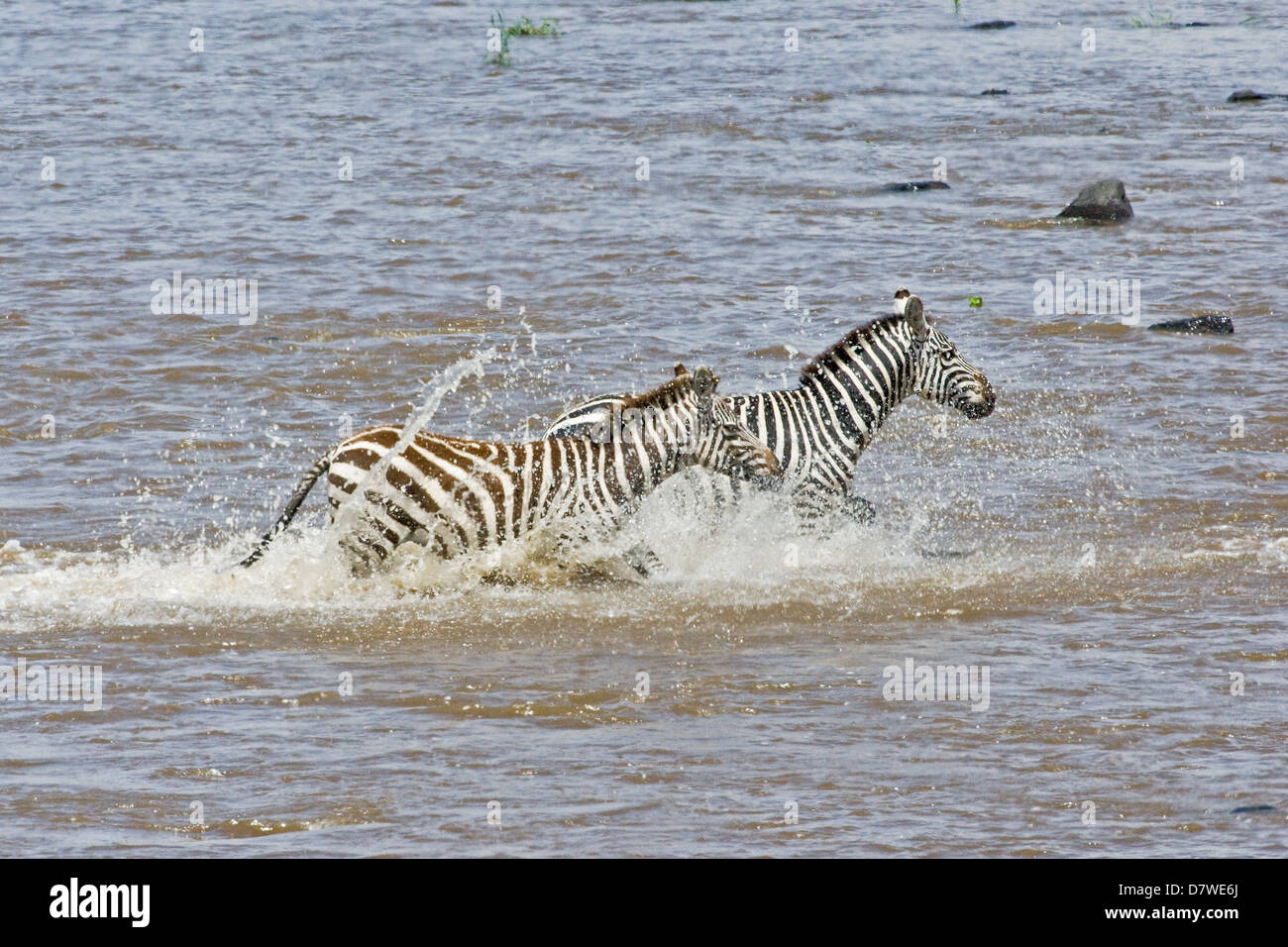 Zebras running plains hi-res stock photography and images - Alamy