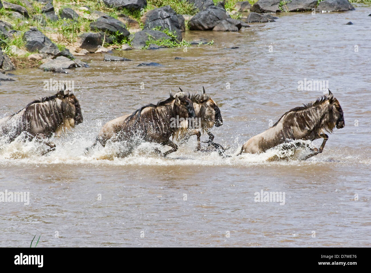 4 wildebeest hi-res stock photography and images - Alamy