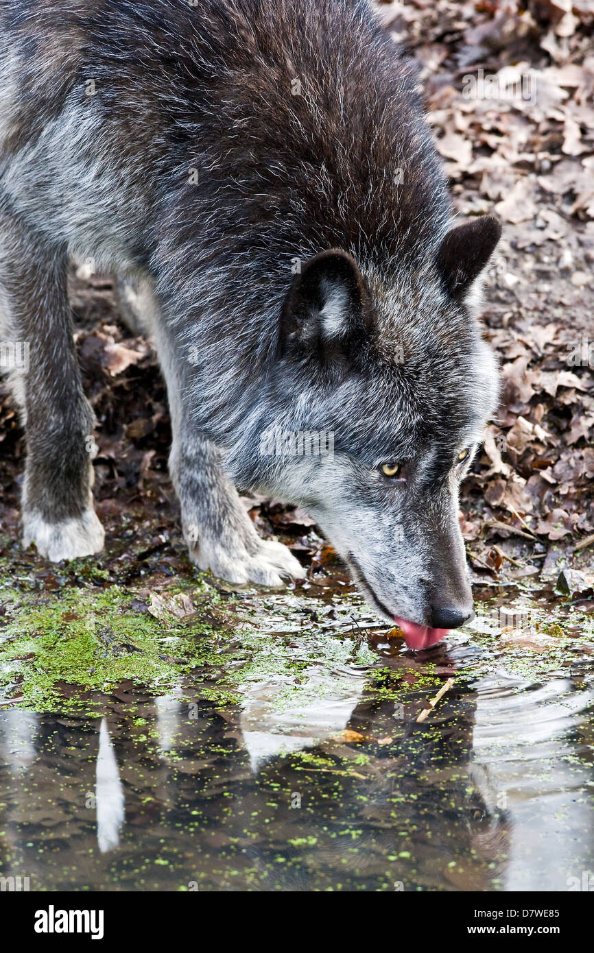 Wolf canis lupus drinking water hi-res stock photography and images - Alamy