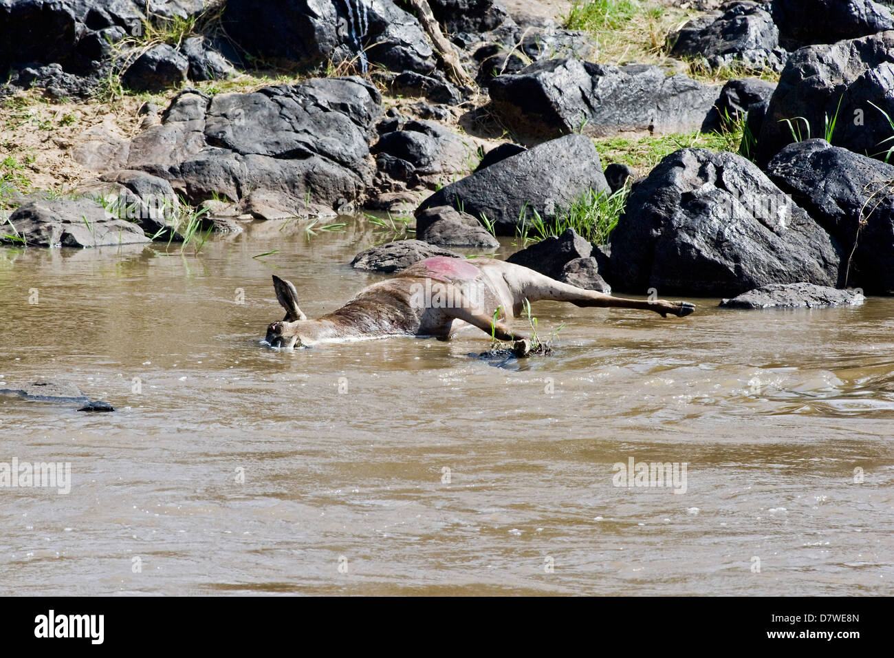 Waterbuck walking hi-res stock photography and images - Alamy