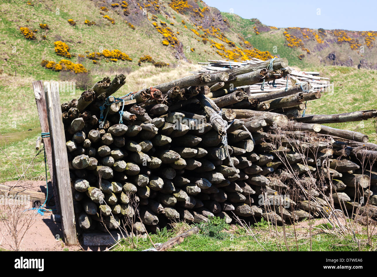St Cyrus nature reserve beach East Coast Scotland Stock Photo - Alamy