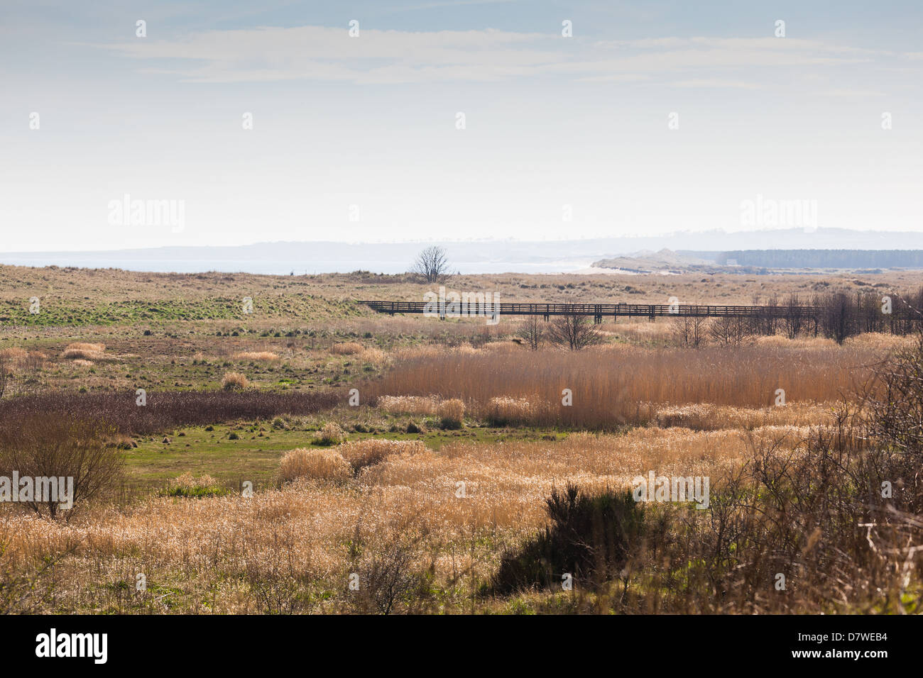 St Cyrus nature reserve beach. East Coast N.Scotland UK Stock Photo - Alamy