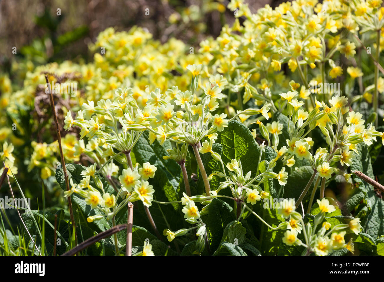 Scottish primrose hi-res stock photography and images - Alamy