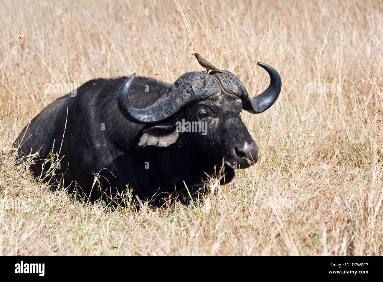 Side view black african buffalo hi-res stock photography and images - Alamy