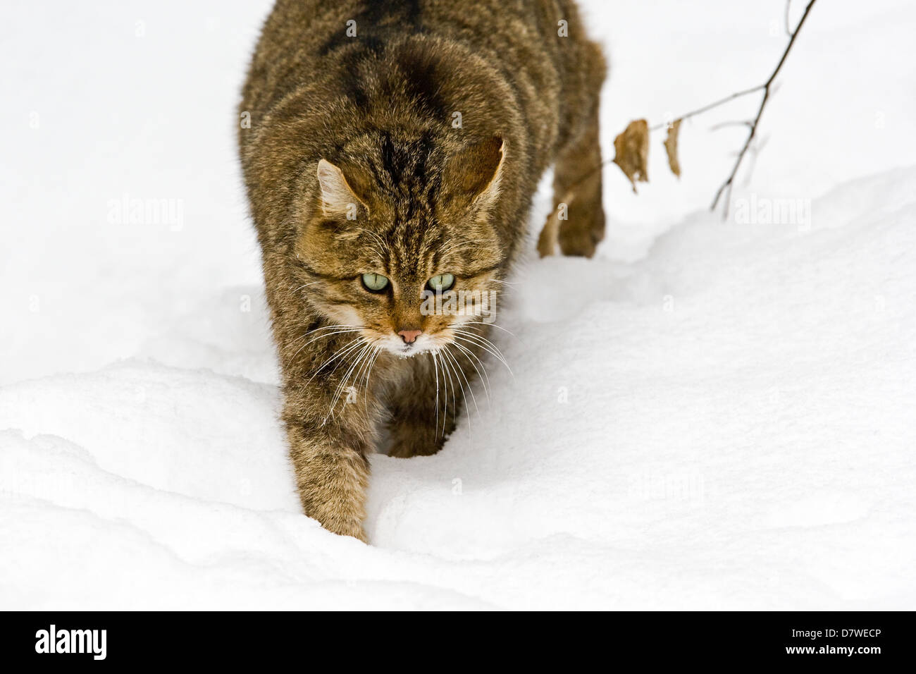 Wildcat with prey snow hi-res stock photography and images - Alamy