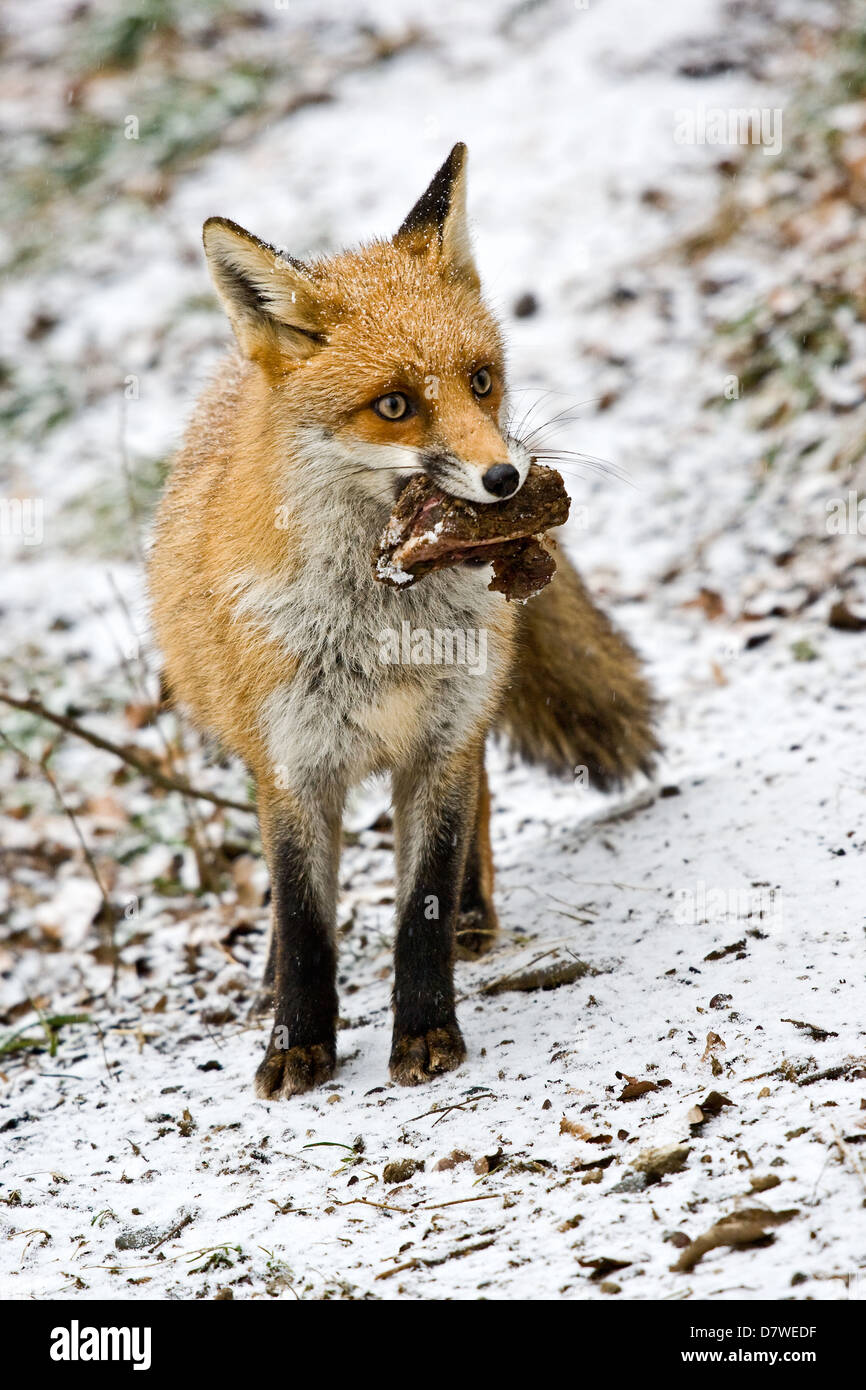Red fox prey mouth hi-res stock photography and images - Alamy
