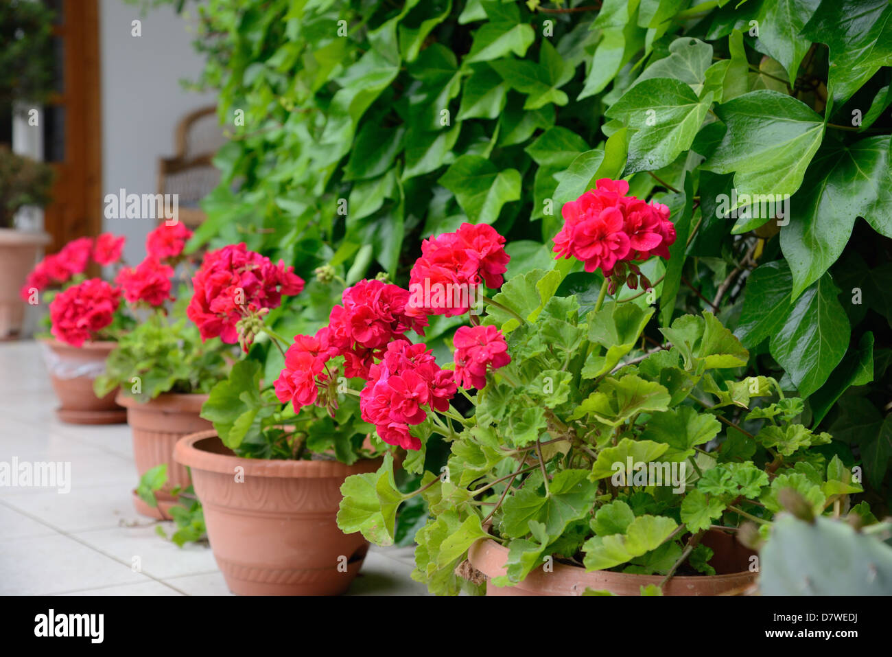 Red geranium hi-res stock photography and images - Alamy