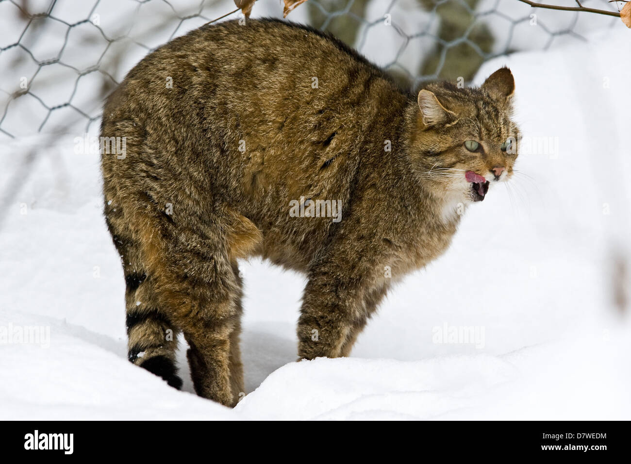 Cat arched back hi-res stock photography and images - Alamy