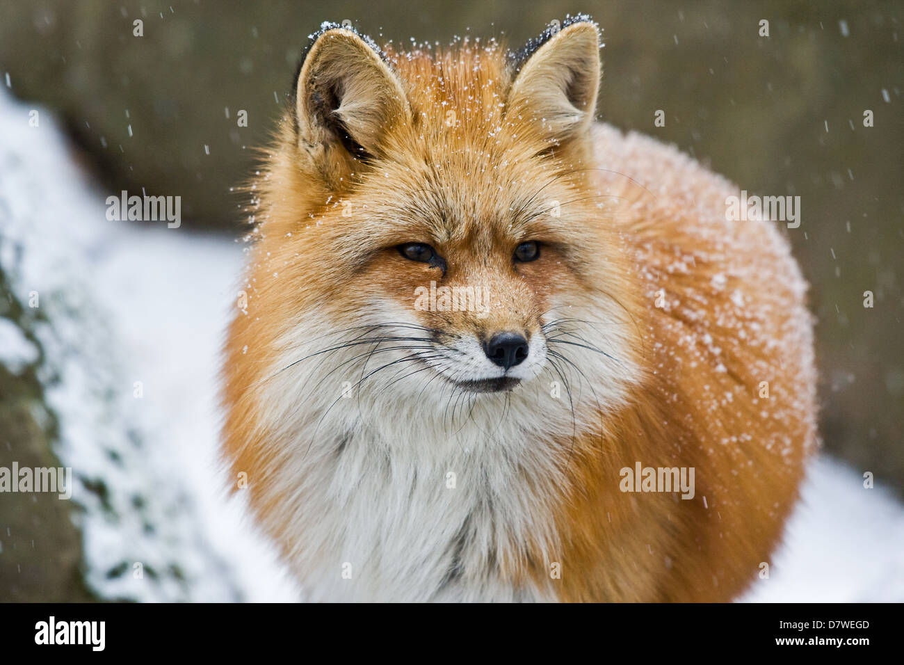Snowflake snow fox hi-res stock photography and images - Alamy