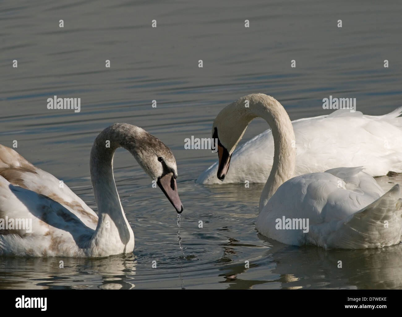 mute swans facing each other Stock Photo - Alamy