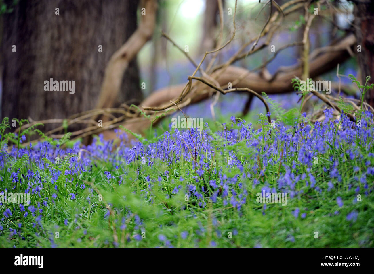 Despite the miserable wet weather today the bluebells add a splash of ...