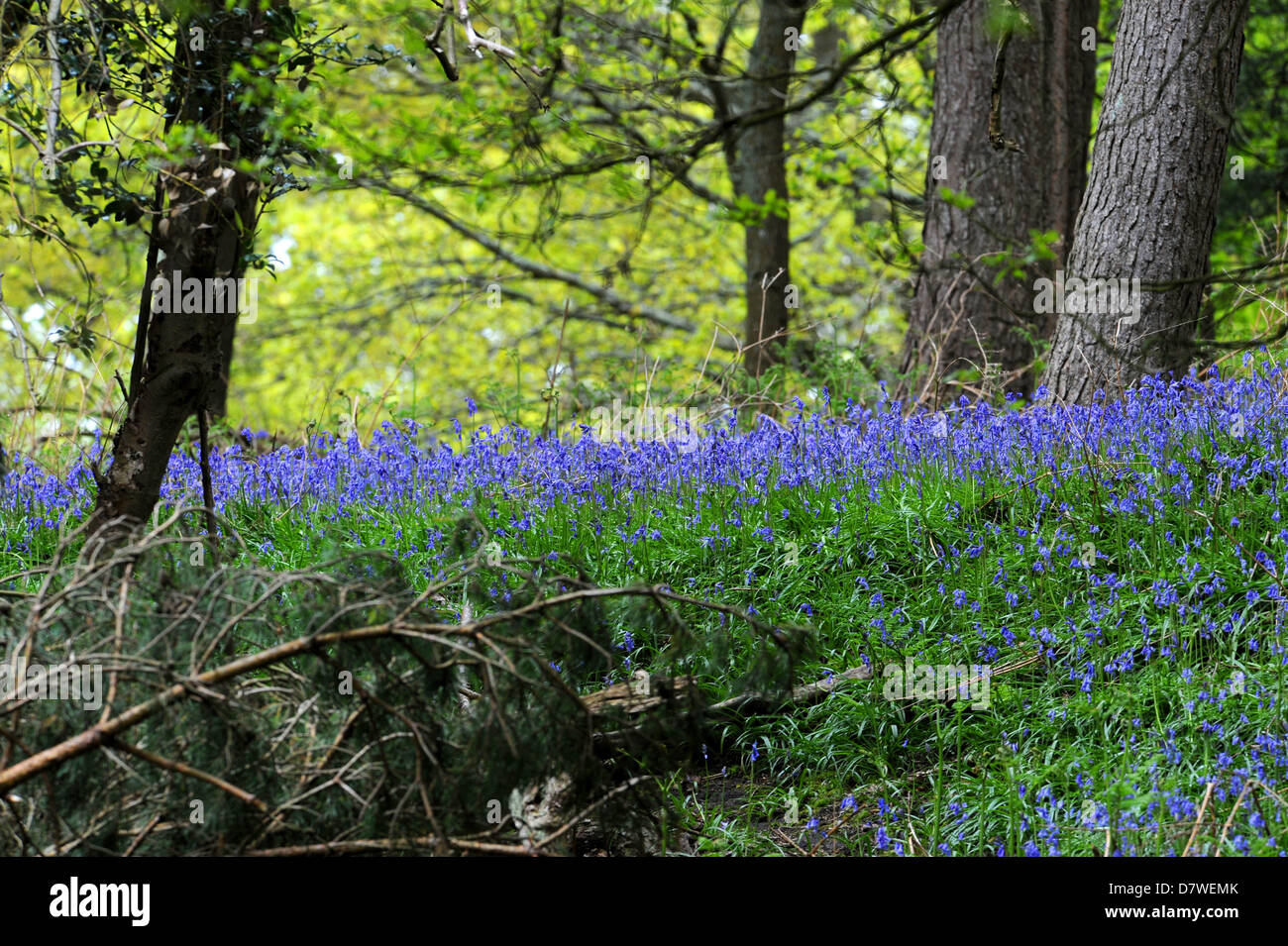 Despite the miserable wet weather today the bluebells add a splash of ...