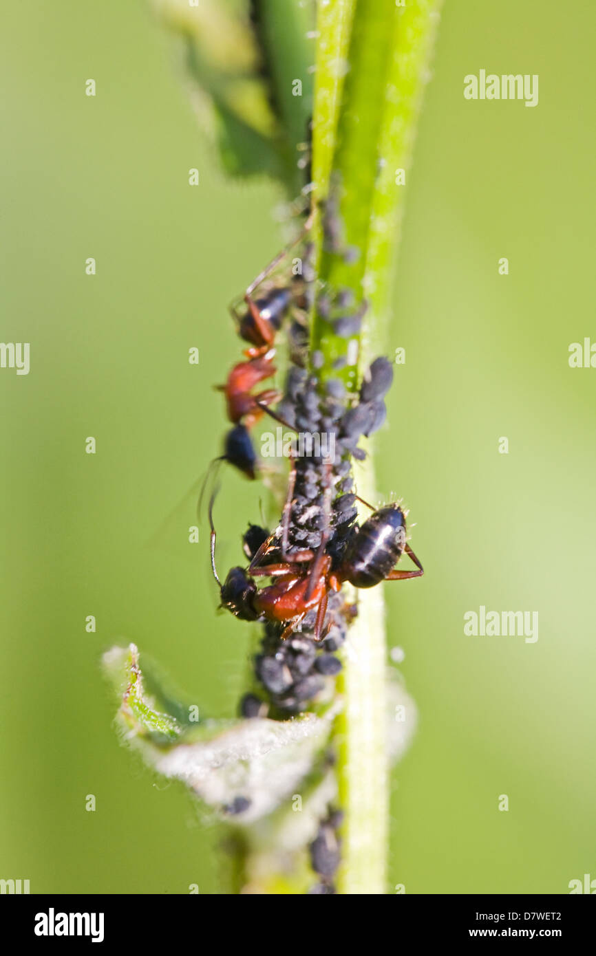 Size of ant hi-res stock photography and images - Alamy