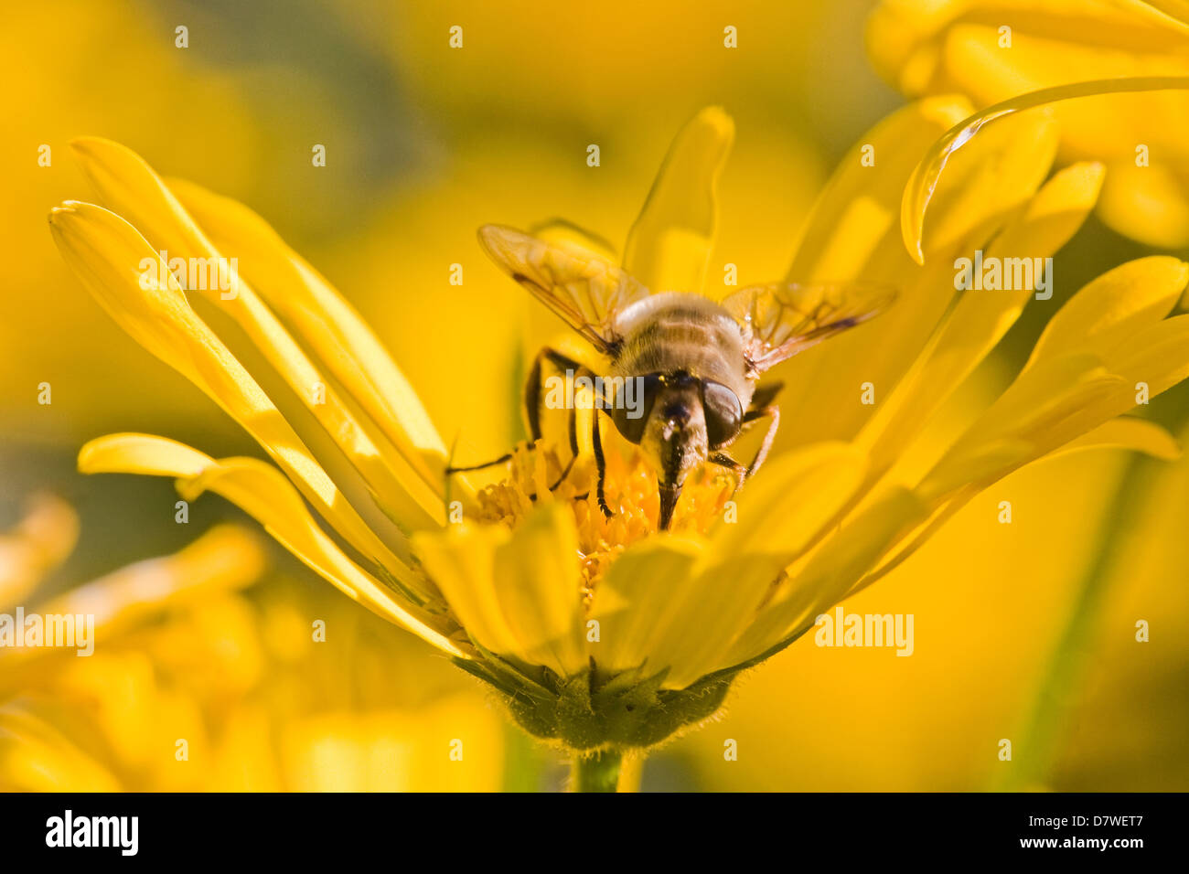 Skull hoverfly hi-res stock photography and images - Alamy