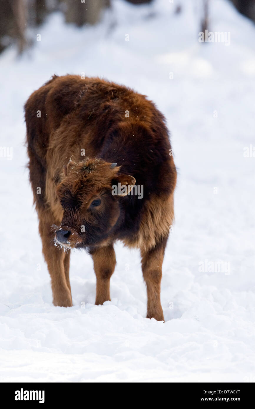Urus aurochs cattle cattles hi-res stock photography and images - Alamy