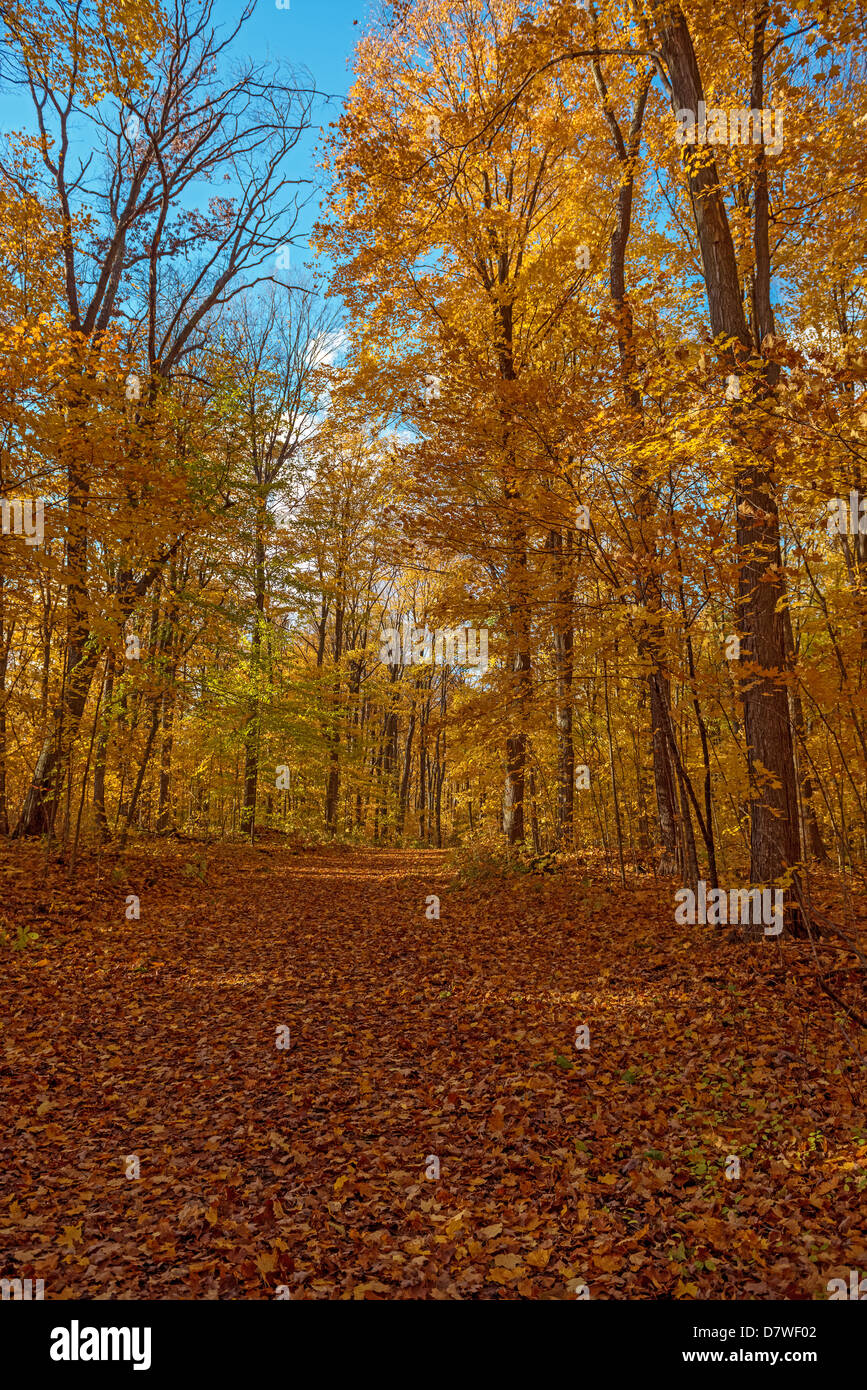 Fall in, Ontario Hilton Falls conservation area Stock Photo - Alamy