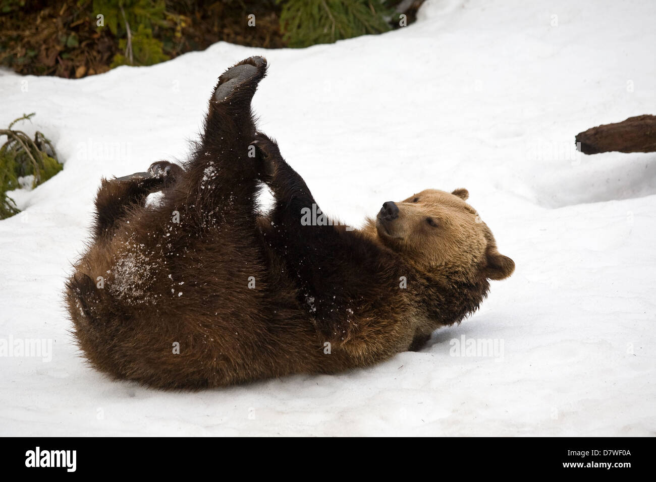 Bear wallow hi-res stock photography and images - Alamy