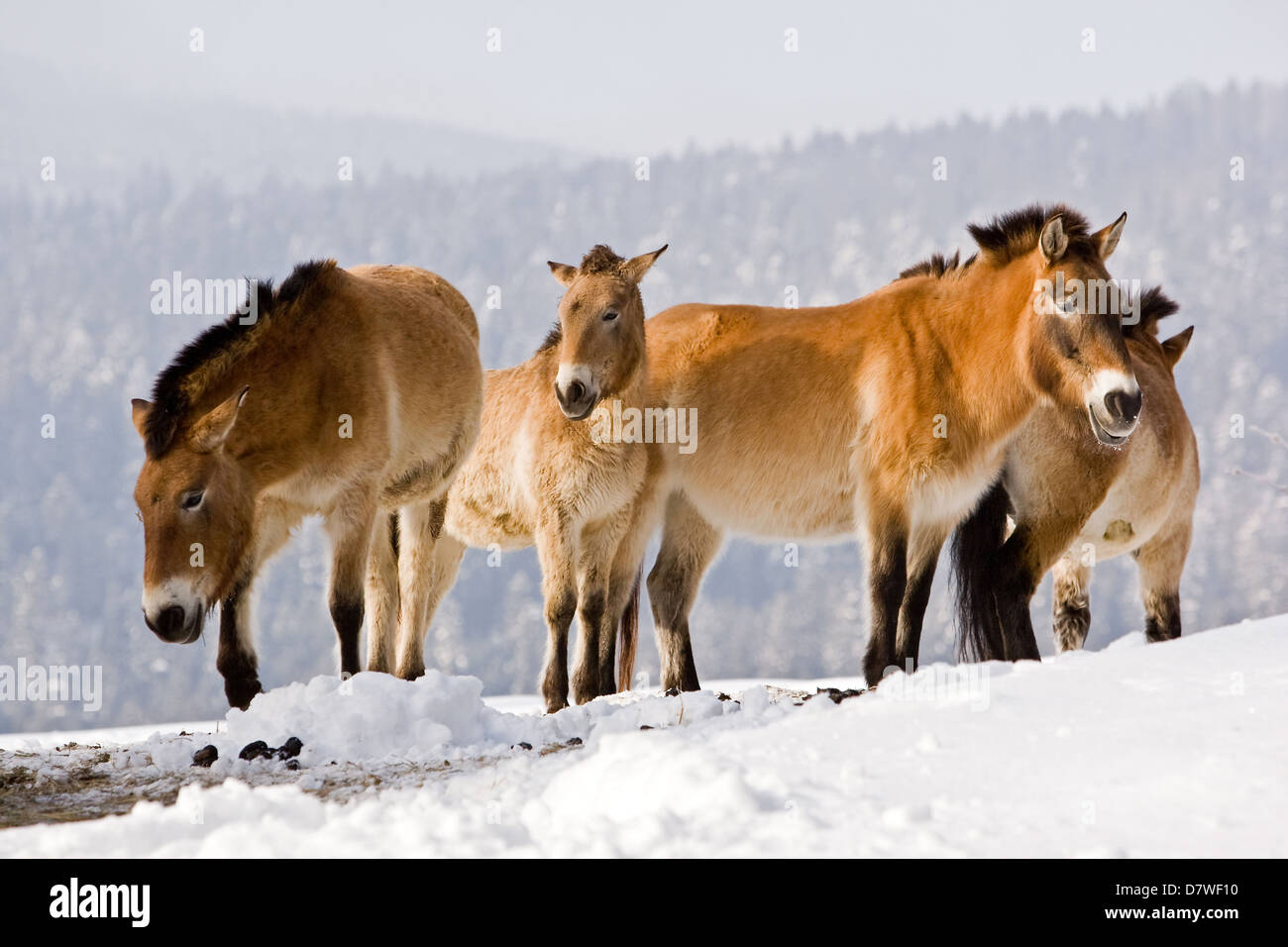 Przewalski hi-res stock photography and images - Alamy