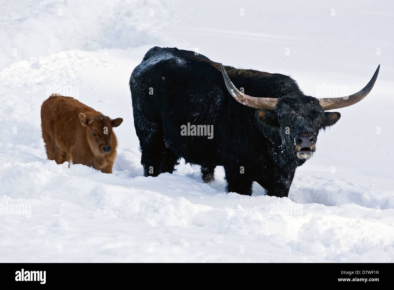 Lowing cow hi-res stock photography and images - Alamy