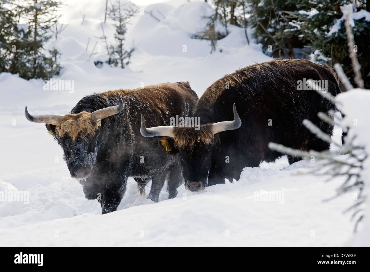 Urus aurochs cattle cattles hi-res stock photography and images - Alamy