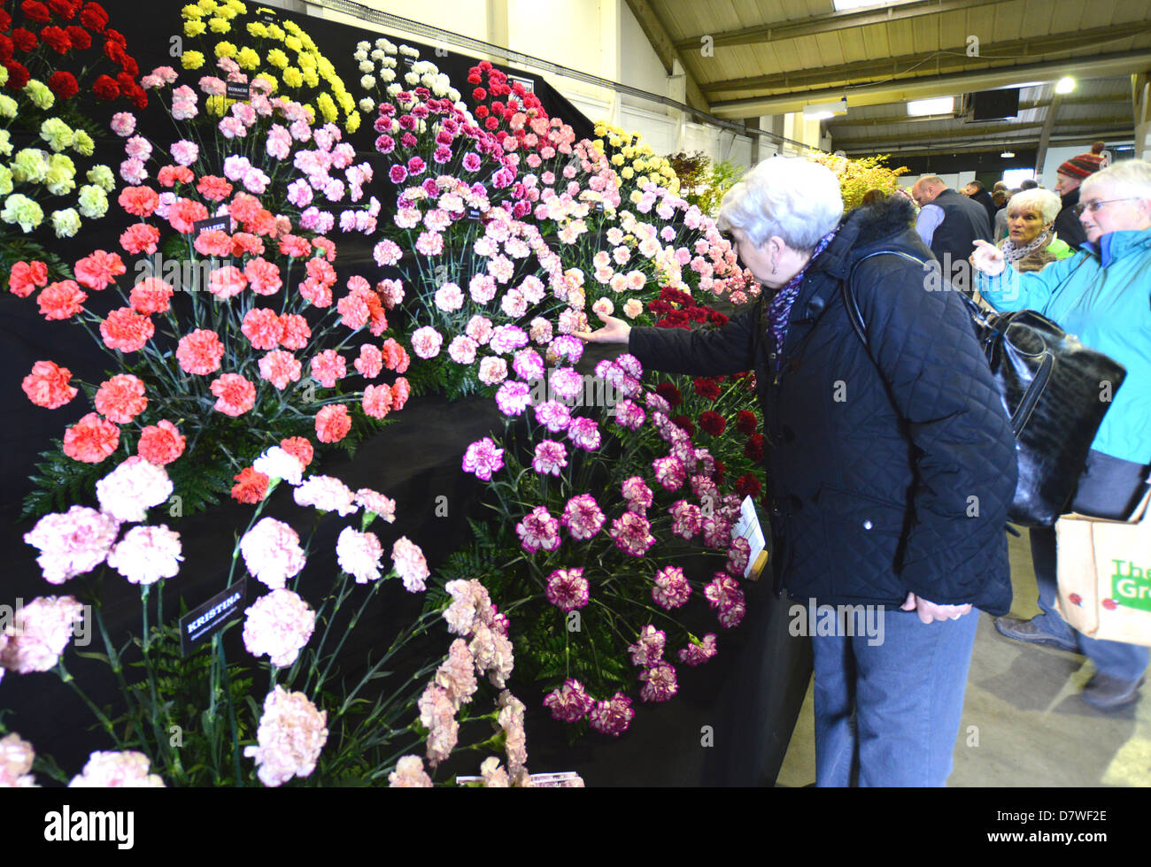 Woman Looking & Touching the Display of Mixed Carnations at the ...
