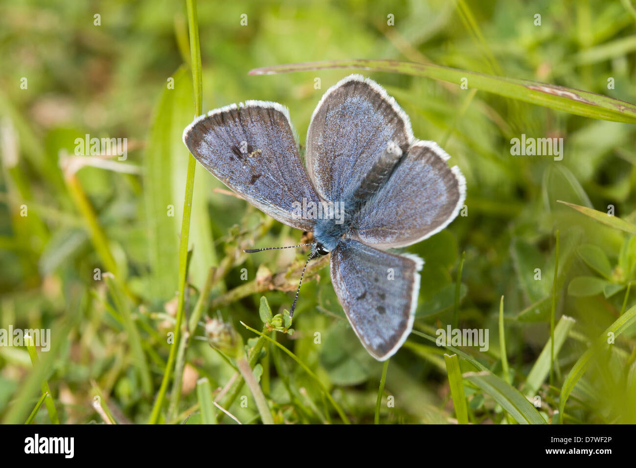 Large Blue - Maculinea arion Stock Photo - Alamy