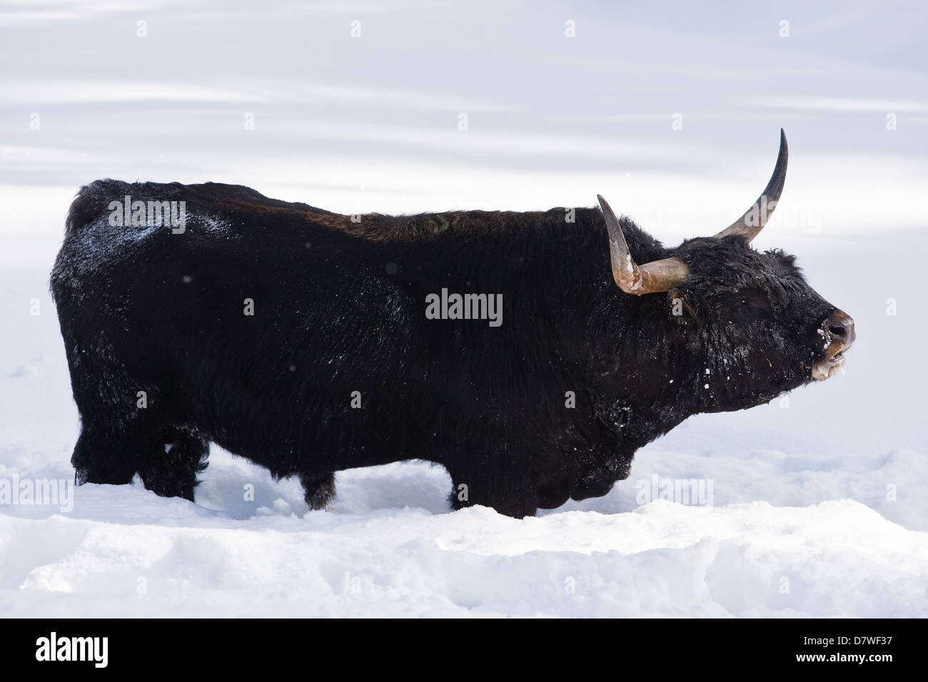 Urus aurochs cattle cattles hi-res stock photography and images - Alamy