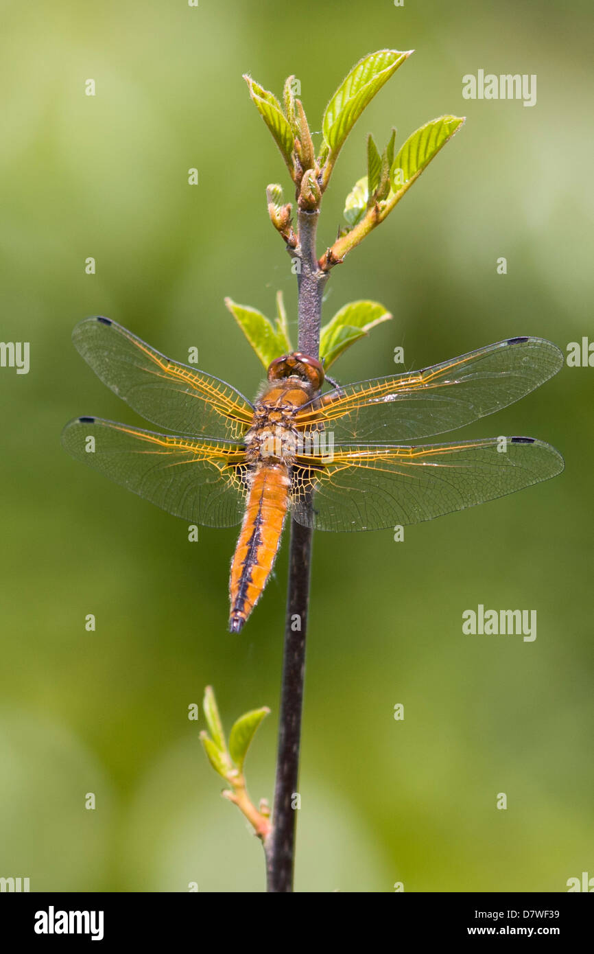 Scarce Chaser - Libellula fulva Stock Photo - Alamy