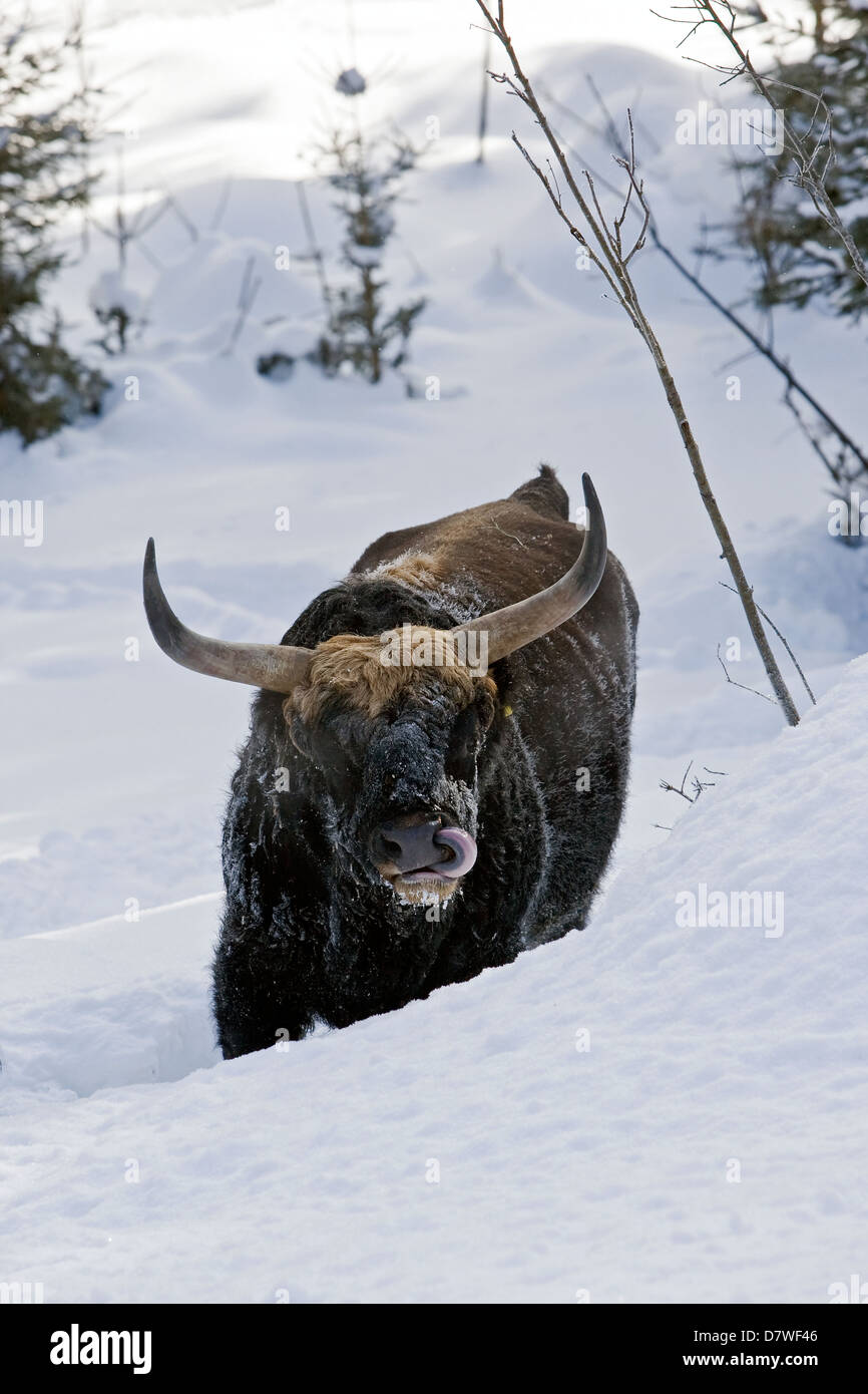 Urus aurochs cattle cattles hi-res stock photography and images - Alamy