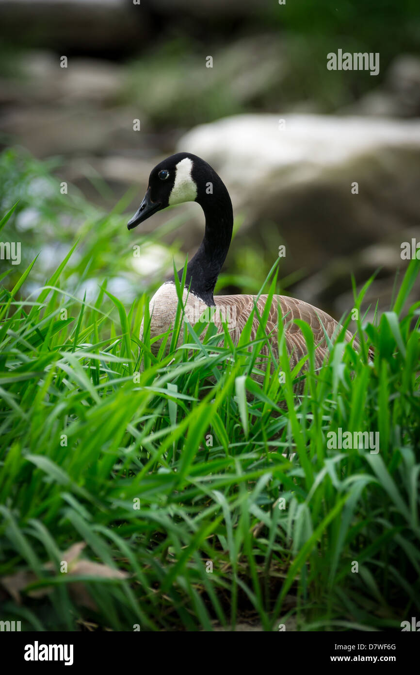Profile of Canada goose ( Branta canadensis ) with long, arched neck ...